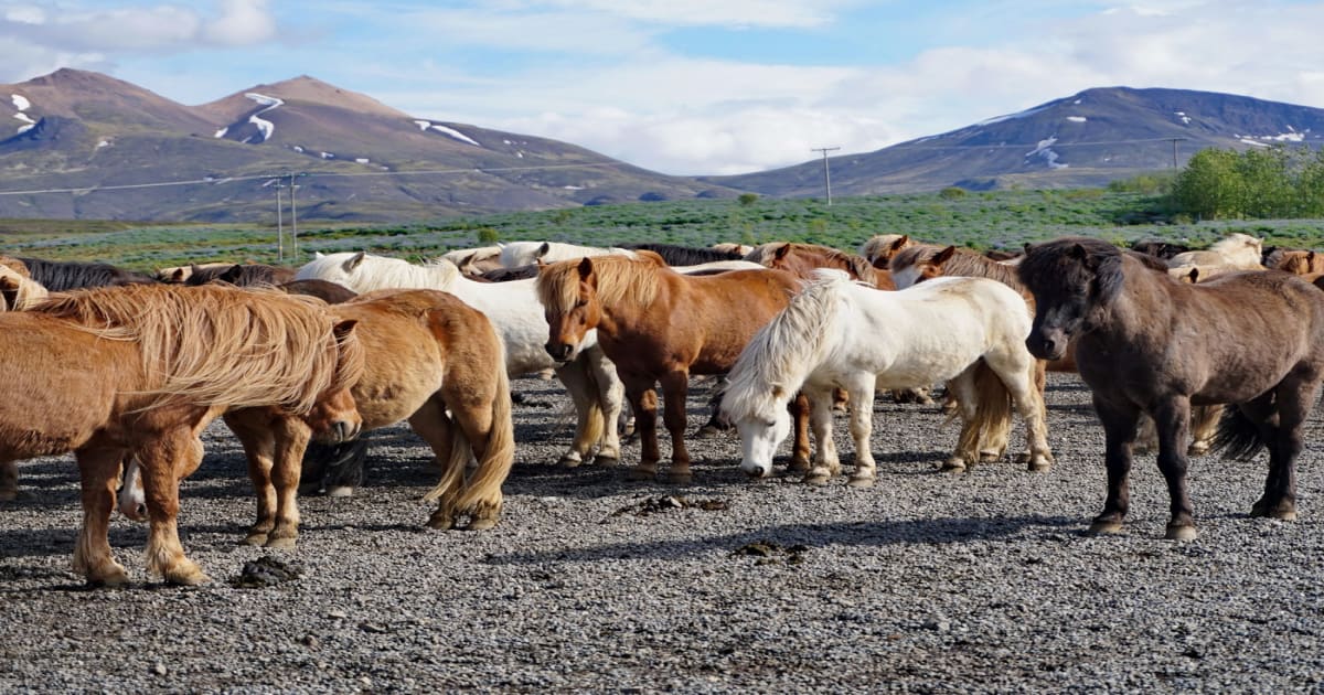 Natur og surfing i Island | Spies